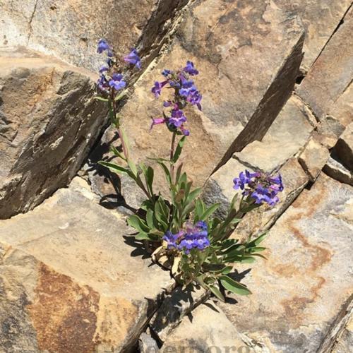 Low Beardtongue (Penstemon humilis subsp. brevifolius) in the ...