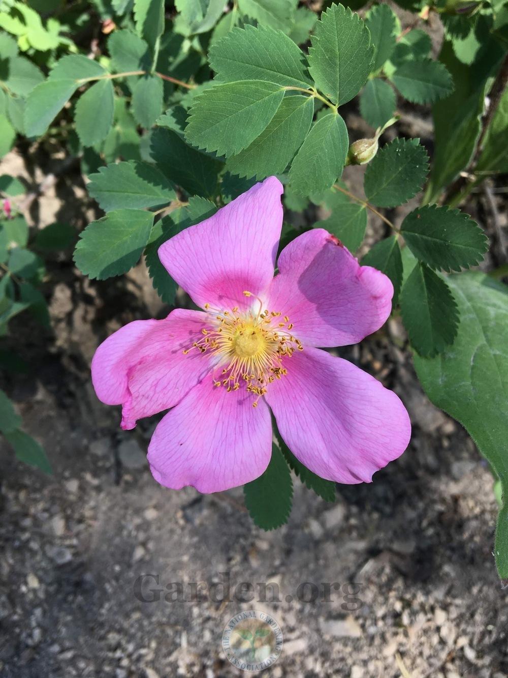 Nootka Rose (Rosa nutkana) in the Roses Database - Garden.org