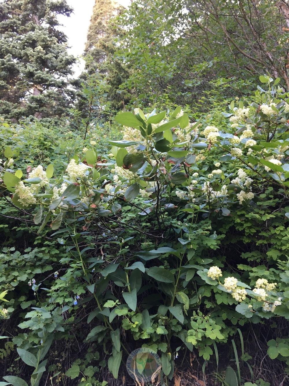 Snowbrush (Ceanothus velutinus) - Garden.org