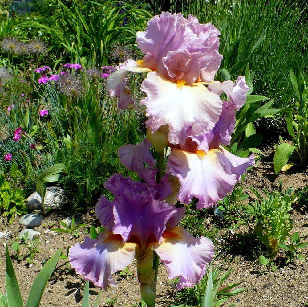 Tall Bearded Iris (Iris 'Beaux Arts') in the Irises Database - Garden.org