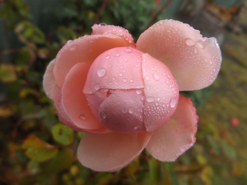 Photo of the bloom of Rose (Rosa 'Windermere') posted by LolaTasmania ...