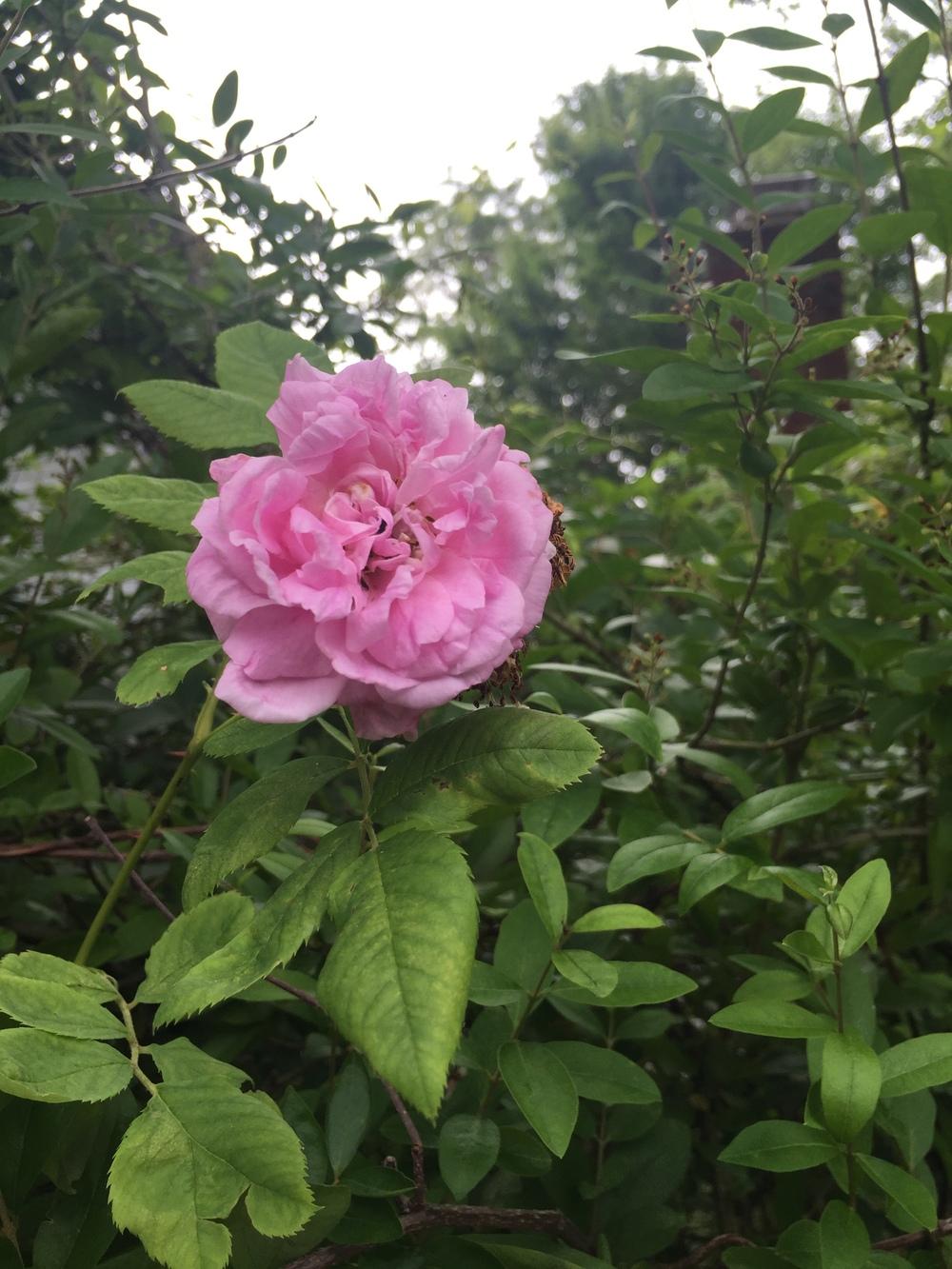 Rose identification in the Roses forum - Garden.org