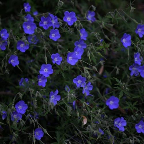 Hardy Geranium (Geranium 'Johnson's Blue') in the Geraniums Database ...