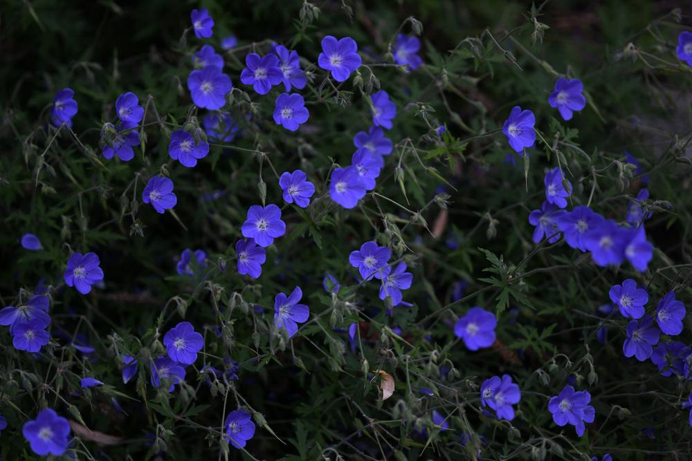 Hardy Geranium (Geranium 'Johnson's Blue') in the Geraniums Database ...
