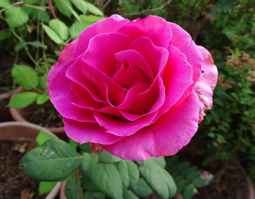 Photo of the bloom of Rose (Rosa 'Gentle Giant') posted by Beth_NorCal ...