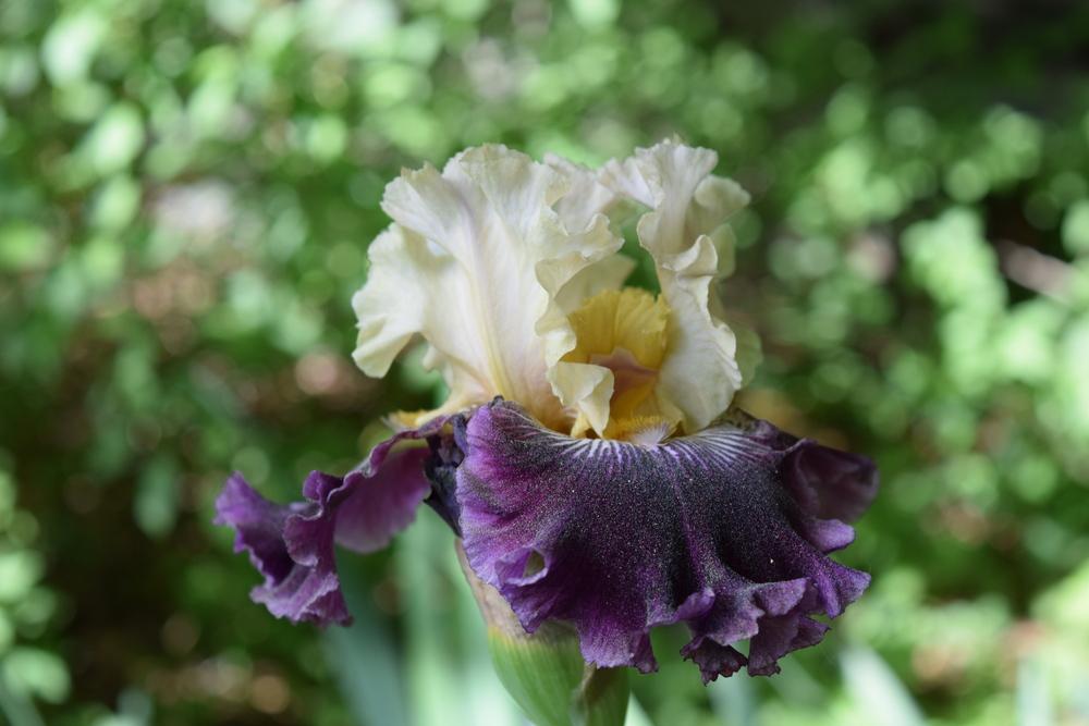 Tall Bearded Iris (Iris 'Honey Cream Grapes') in the Irises Database ...