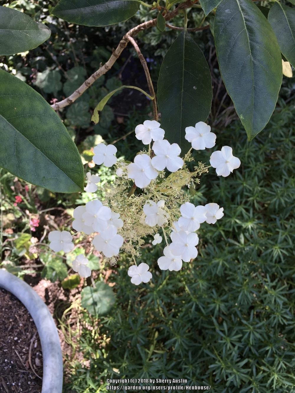Hydrangea (Hydrangea peruviana) in the Hydrangeas Database - Garden.org
