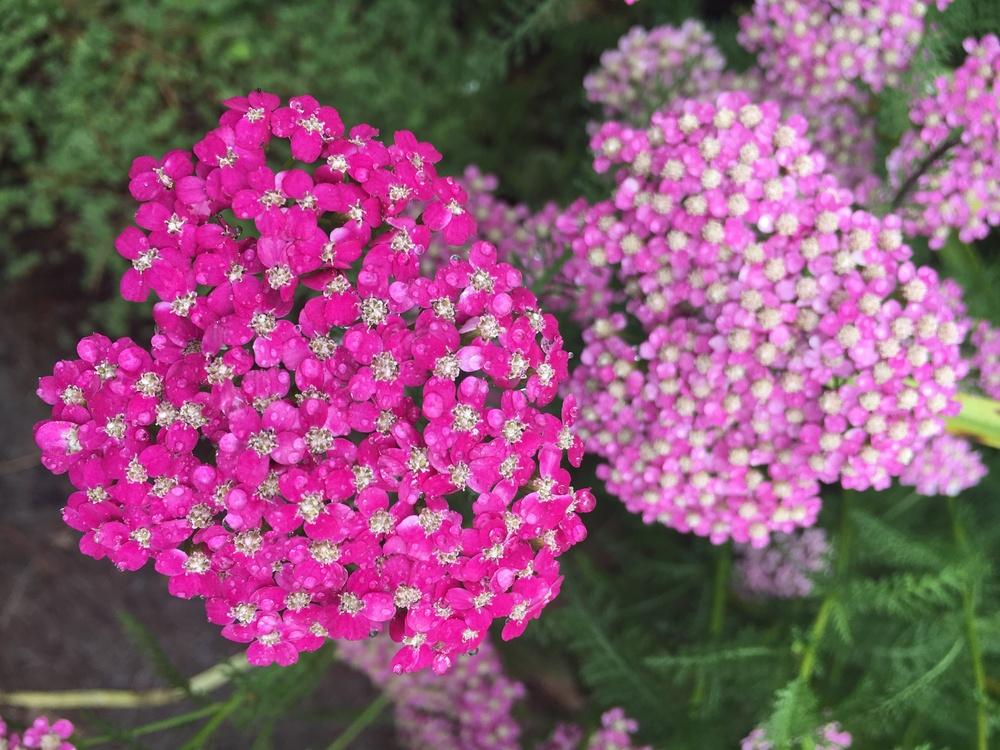 Yarrows: Plant Care and Collection of Varieties - Garden.org