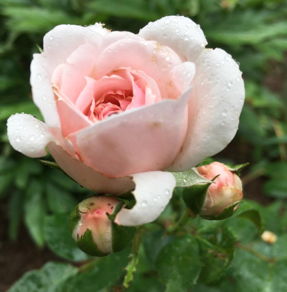 Photo of the bloom of Rose (Rosa 'Cinderella') posted by csandt ...