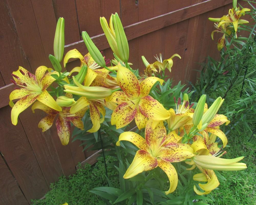 Lily (Lilium 'Honey Bee') in the Lilies Database - Garden.org