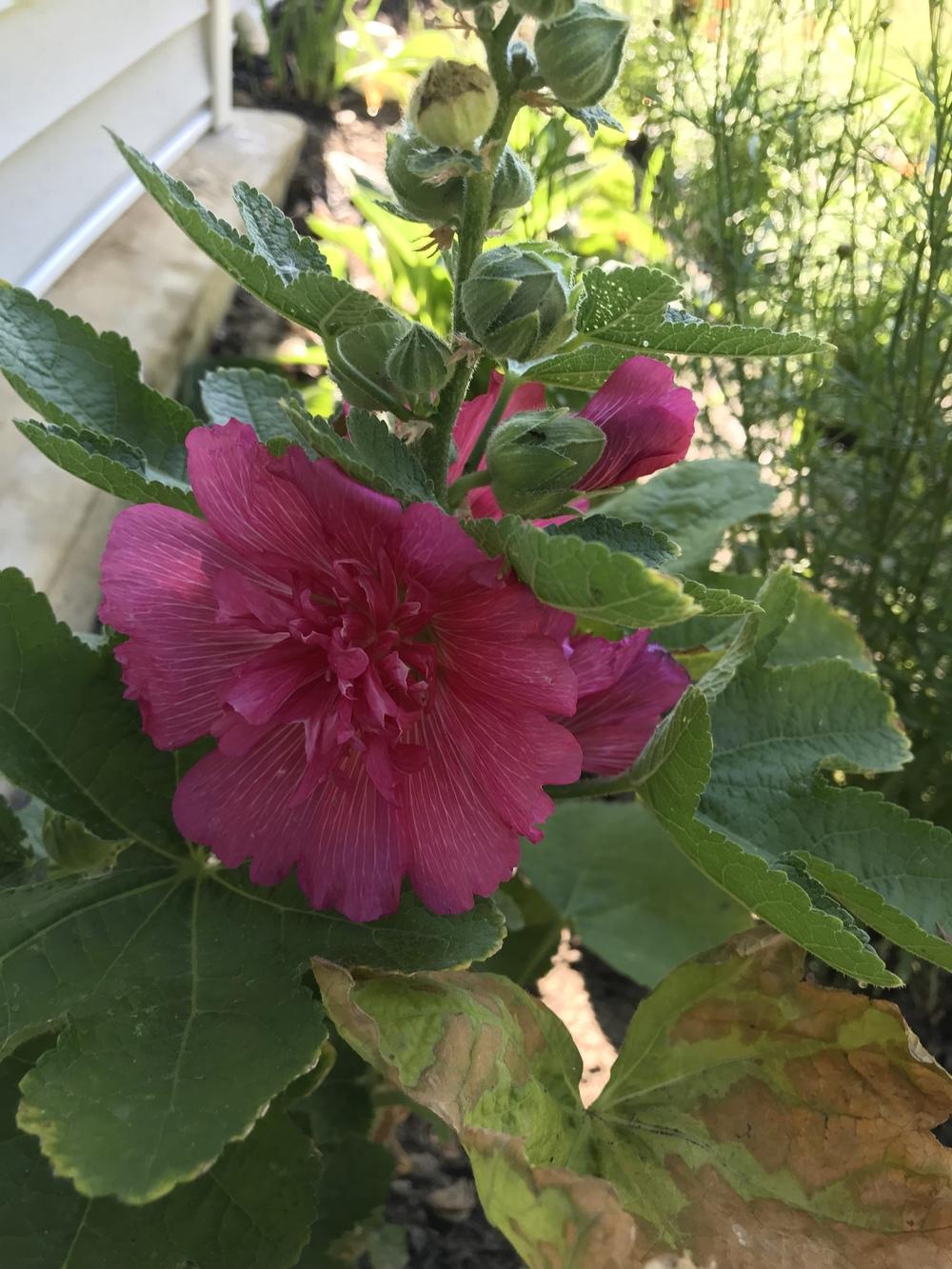 Hollyhock (Alcea rosea Spring Celebrities™ Carmine Rose) - Garden.org