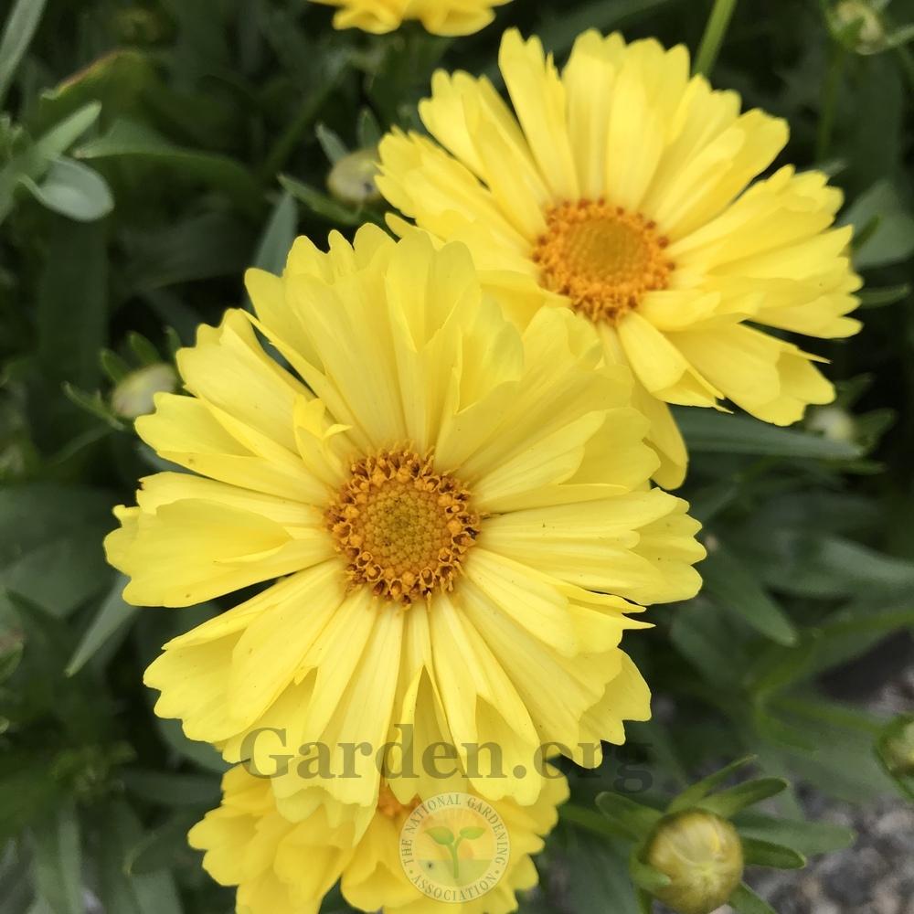 Coreopsis 'Leading Lady Sophia' in the Tickseeds Database - Garden.org