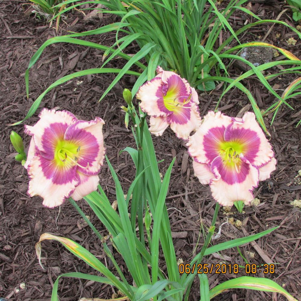 Photo of the bloom of Daylily (Hemerocallis 'Adena Imposter') posted by ...