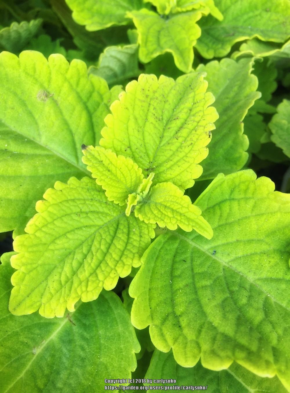 Coleus (Coleus scutellarioides ColorBlaze® Lime Time) in the Coleus ...