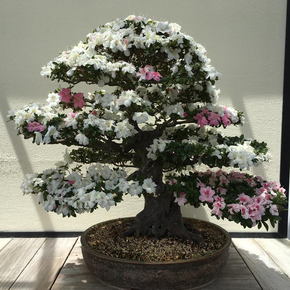 Kaho Satsuki Azalea (Rhododendron indicum 'Kaho') in the Rhododendrons ...