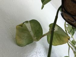 Pothos dying after repotting in the Ask a Question forum - Garden.org