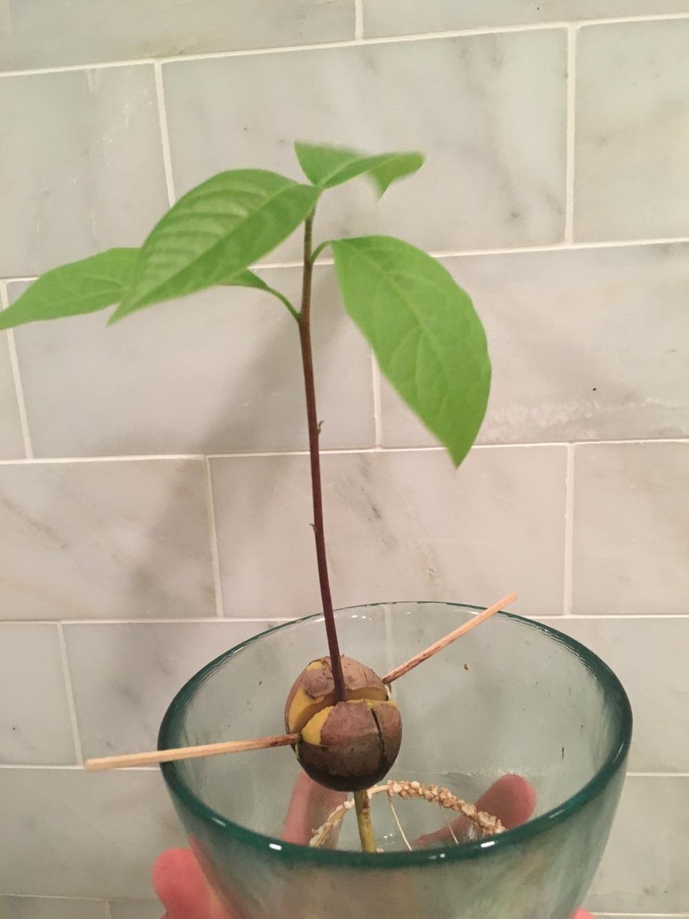 Avocado root rot? in the Ask a Question forum - Garden.org