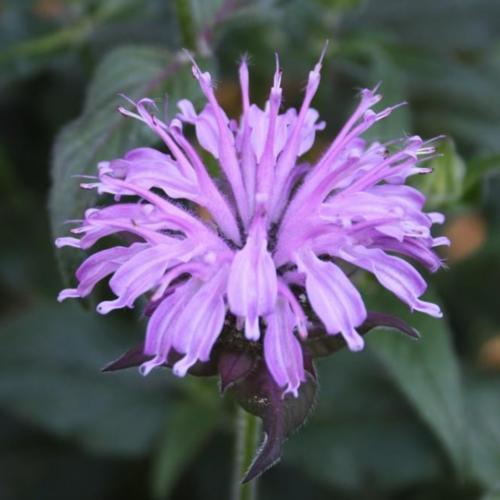 Bee Balm (Monarda Sugar Buzz™ Blue Moon) in the Bee Balms Database ...