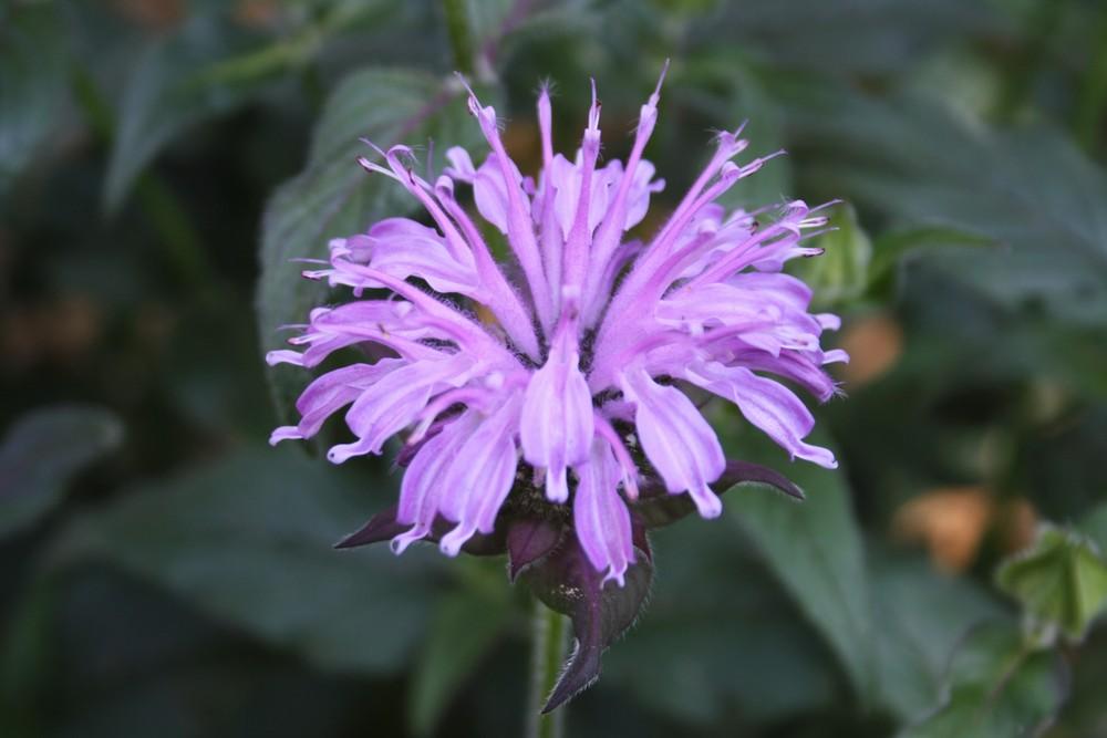 Bee Balms: Plant Care and Collection of Varieties - Garden.org