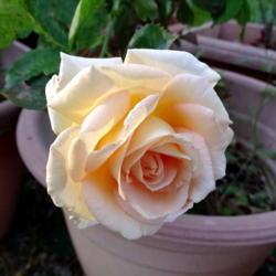 Rose (Rosa 'Elfi von Dassanowsky') in the Roses Database - Garden.org