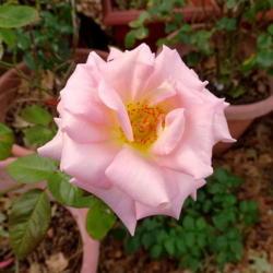 Rose (Rosa 'Elfi von Dassanowsky') in the Roses Database - Garden.org