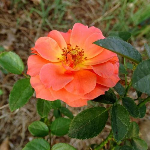 Rose (Rosa 'Loretta Lynn Van Lear') in the Roses Database - Garden.org