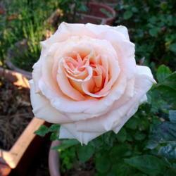 Rose (Rosa 'Elfi von Dassanowsky') in the Roses Database - Garden.org