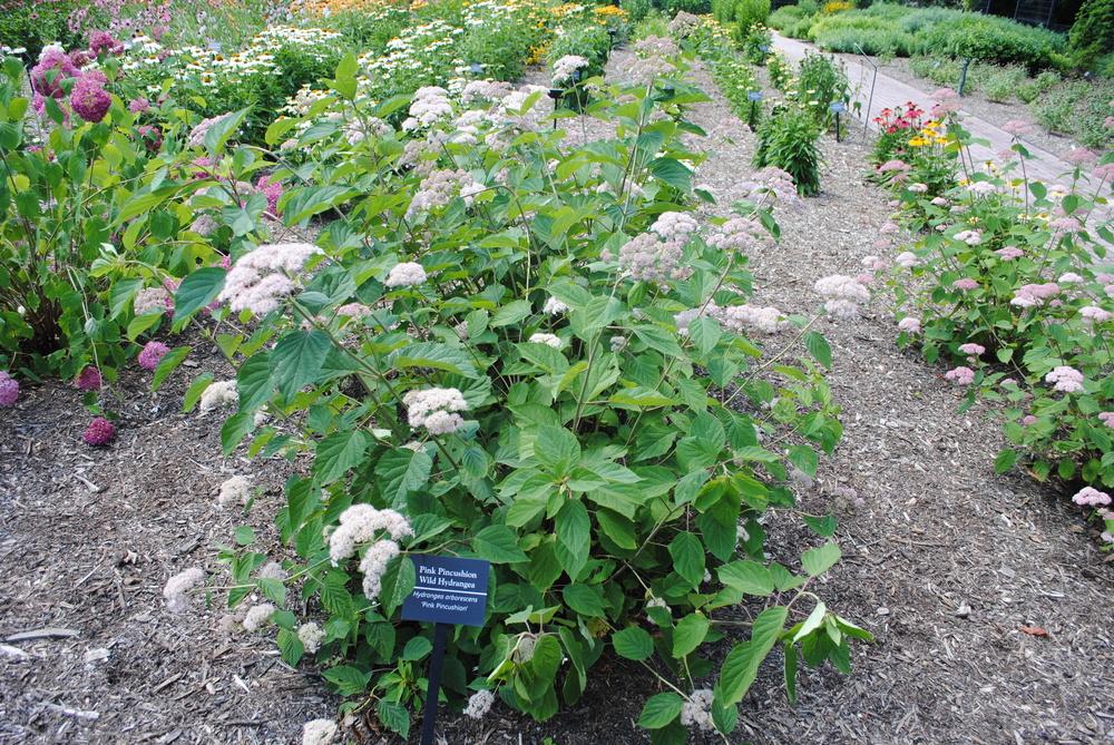 Photo of the entire plant of Silver Leaf Hydrangea (Hydrangea cinerea ...