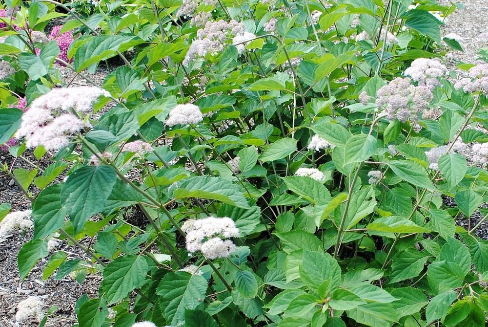 Photo of the bloom of Silver Leaf Hydrangea (Hydrangea cinerea 'Pink ...