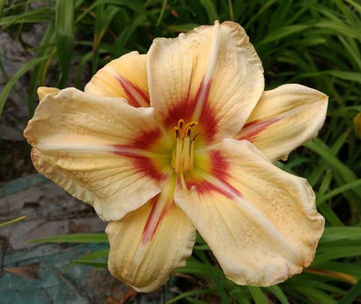 Daylily (Hemerocallis 'Red Feathers') in the Daylilies Database - Garden.org
