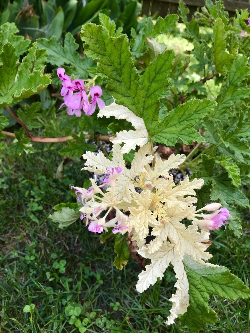 Pelargoniums: Plant Care and Collection of Varieties - Garden.org