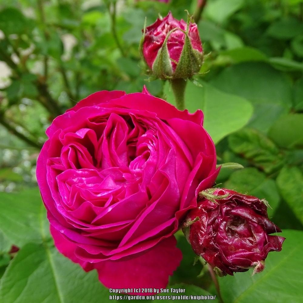 Photo of the bloom of Rose (Rosa 'Ardoisee de Lyon') posted by ...