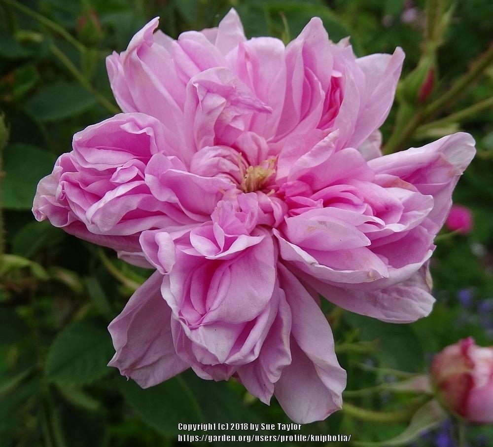 Rose (Rosa 'Omar Khayyam') in the Roses Database - Garden.org