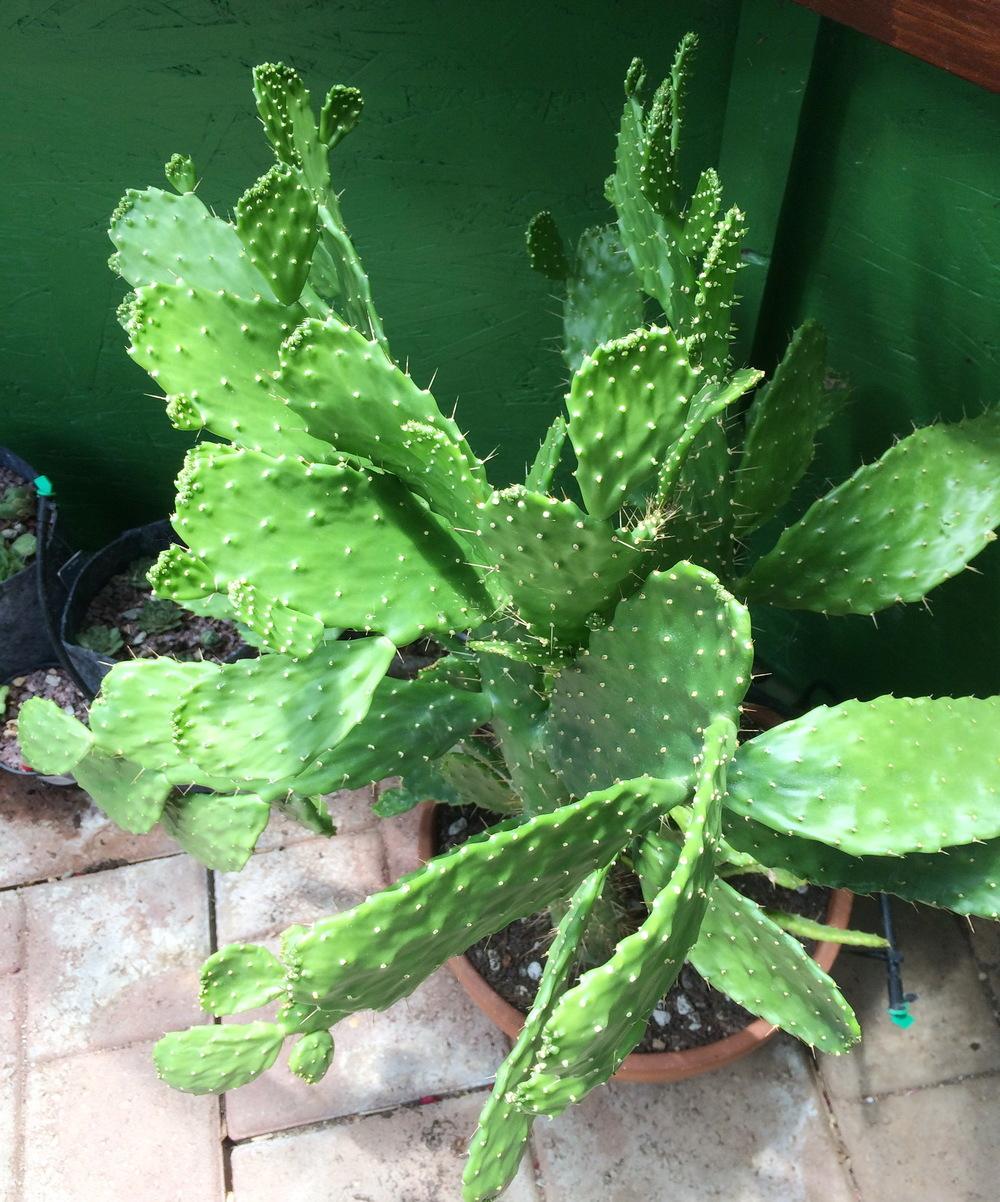 Tuna de Cruz (Consolea macracantha) - Garden.org