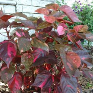 Copper Plant (Acalypha wilkesiana 'Louisiana Red') - Garden.org