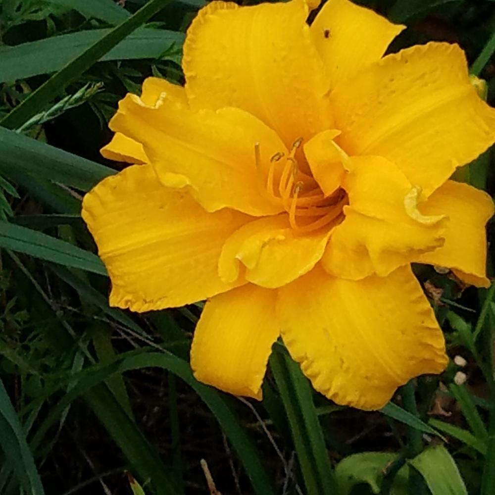 Daylily of the Day: Zella Virginia in the Plants of the Day forum ...