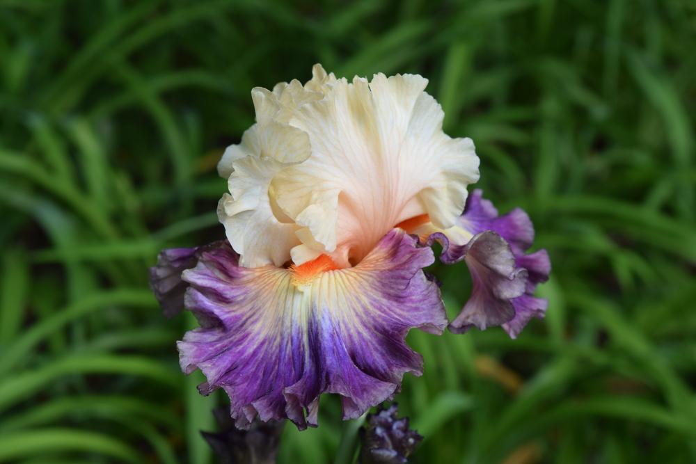 Photo of the bloom of Tall Bearded Iris (Iris 'Color Wheel') posted by ...