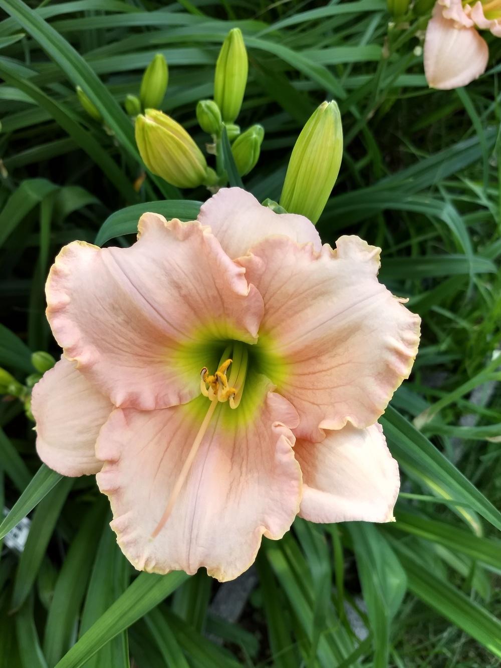 July 2018 Blooms in the Daylilies forum - Garden.org
