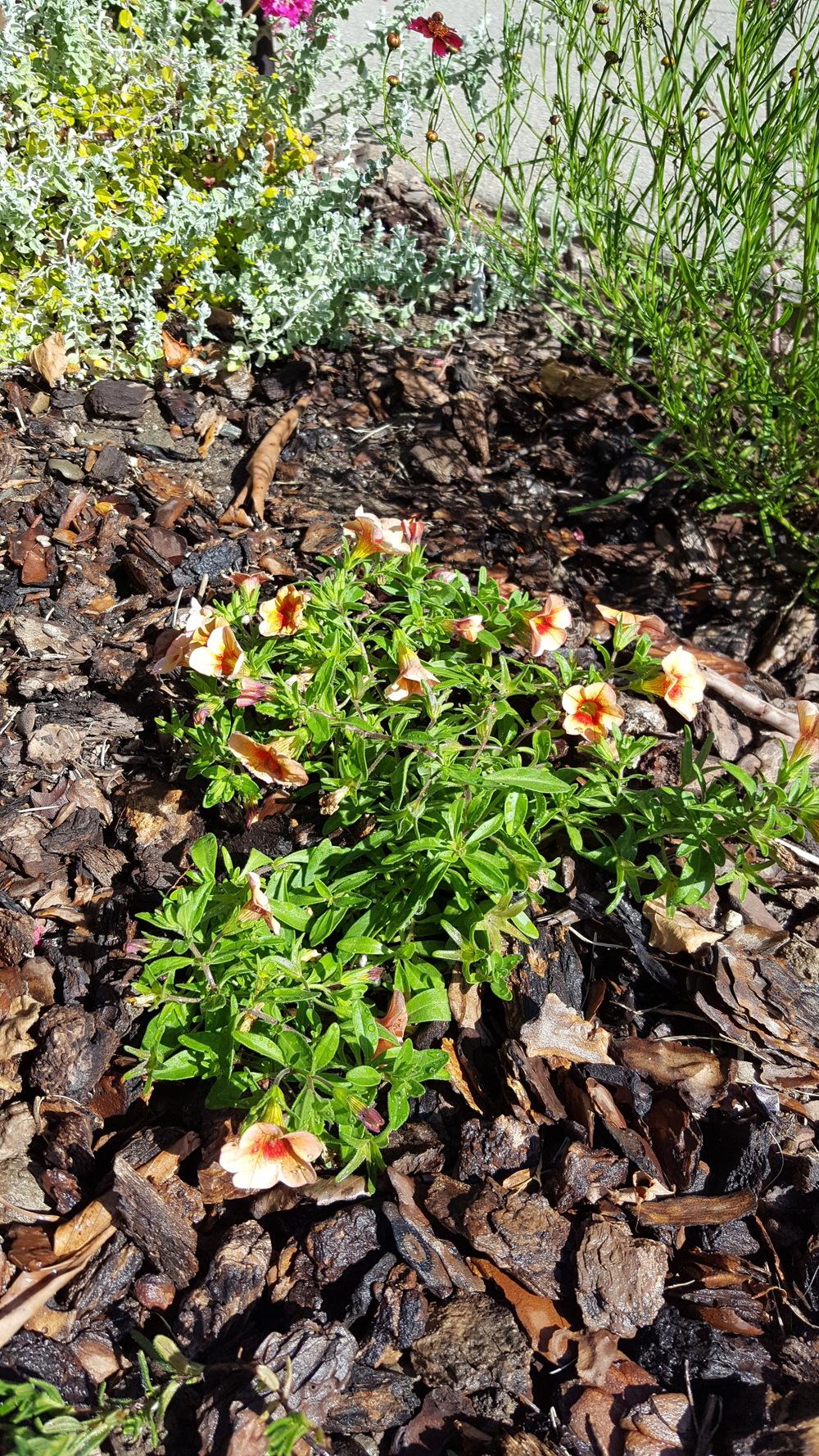 Million Bells (Calibrachoa MiniFamous™ Neo Orange & Red Eye 17) in the ...