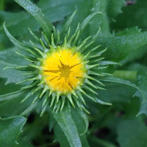 Gumplant (Grindelia hirsutula) - Garden.org