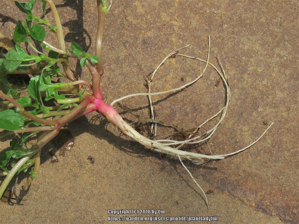 Photo of the roots of Redroot Pigweed (Amaranthus retroflexus) posted ...