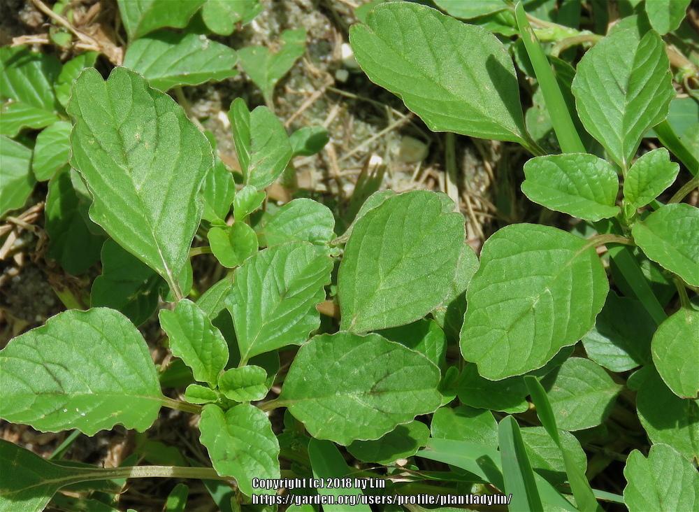 Photo of the leaves of Redroot Pigweed (Amaranthus retroflexus) posted ...