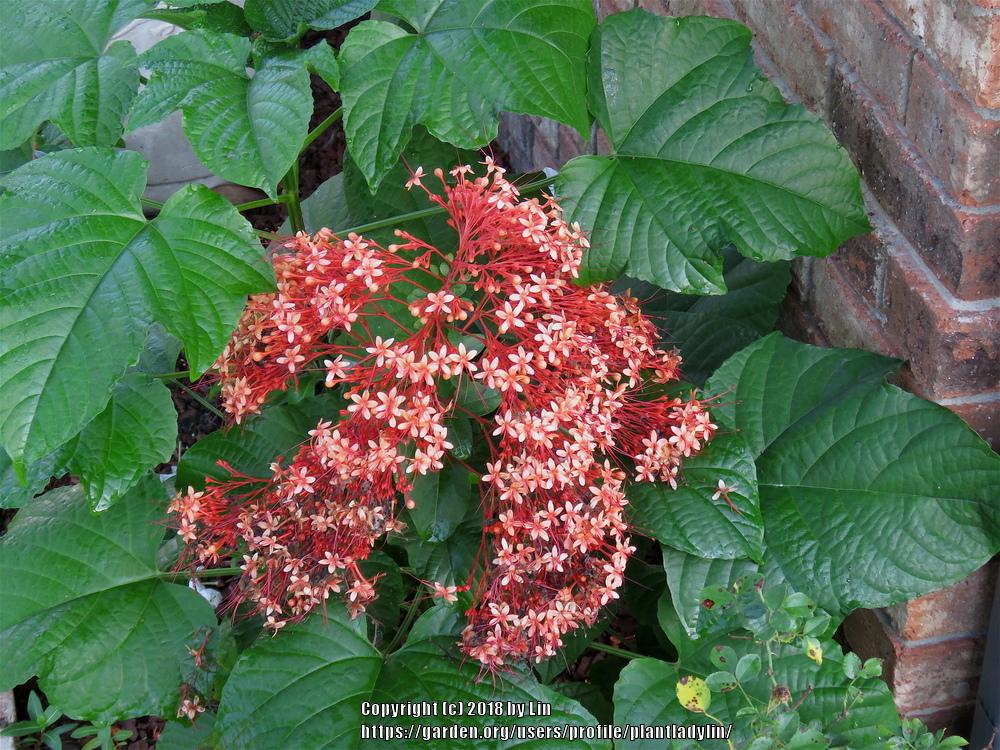 Photo of the bloom of Pagoda Flower (Clerodendrum paniculatum ...
