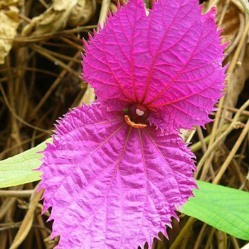 Dalechampia aristolochiifolia - Garden.org