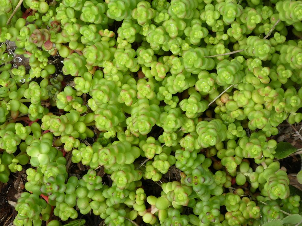Photo of the entire plant of Cascade Stonecrop (Sedum divergens) posted ...