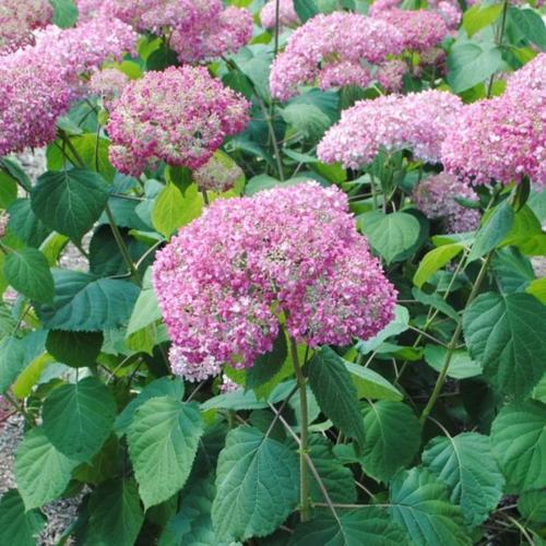 Smooth Hydrangea (Hydrangea arborescens Invincibelle® Spirit II) in the ...