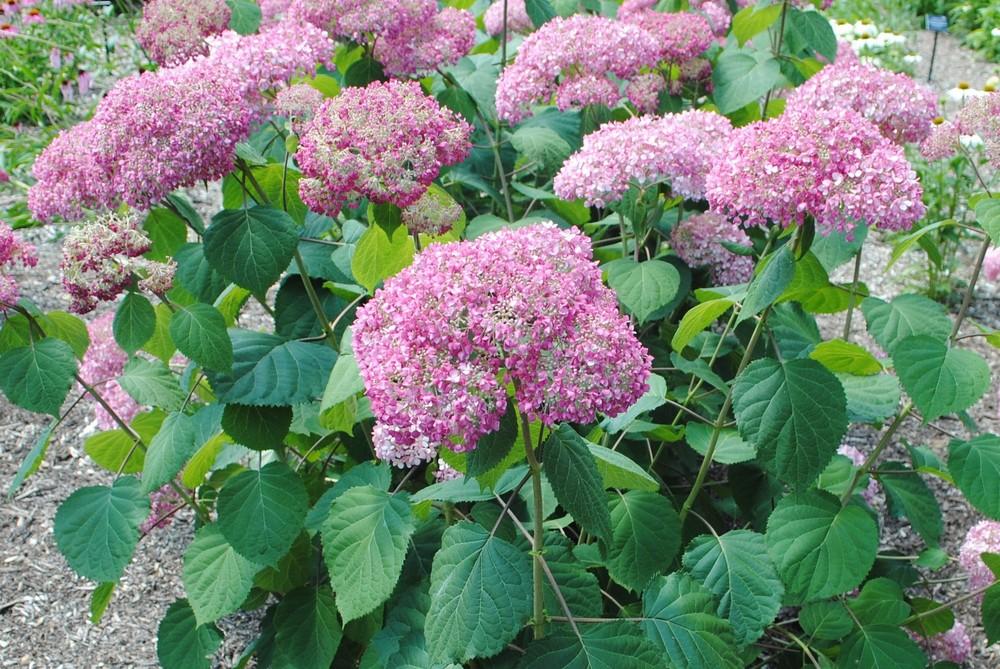 Smooth Hydrangea (Hydrangea arborescens Invincibelle® Spirit II) in the ...