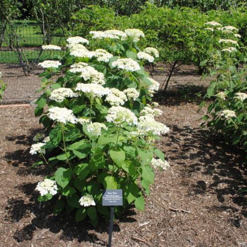 Hydrangea (Hydrangea arborescens 'Haas' Halo') in the Hydrangeas ...