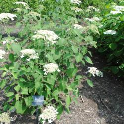 Silver Leaf Hydrangea (Hydrangea radiata) in the Hydrangeas Database ...