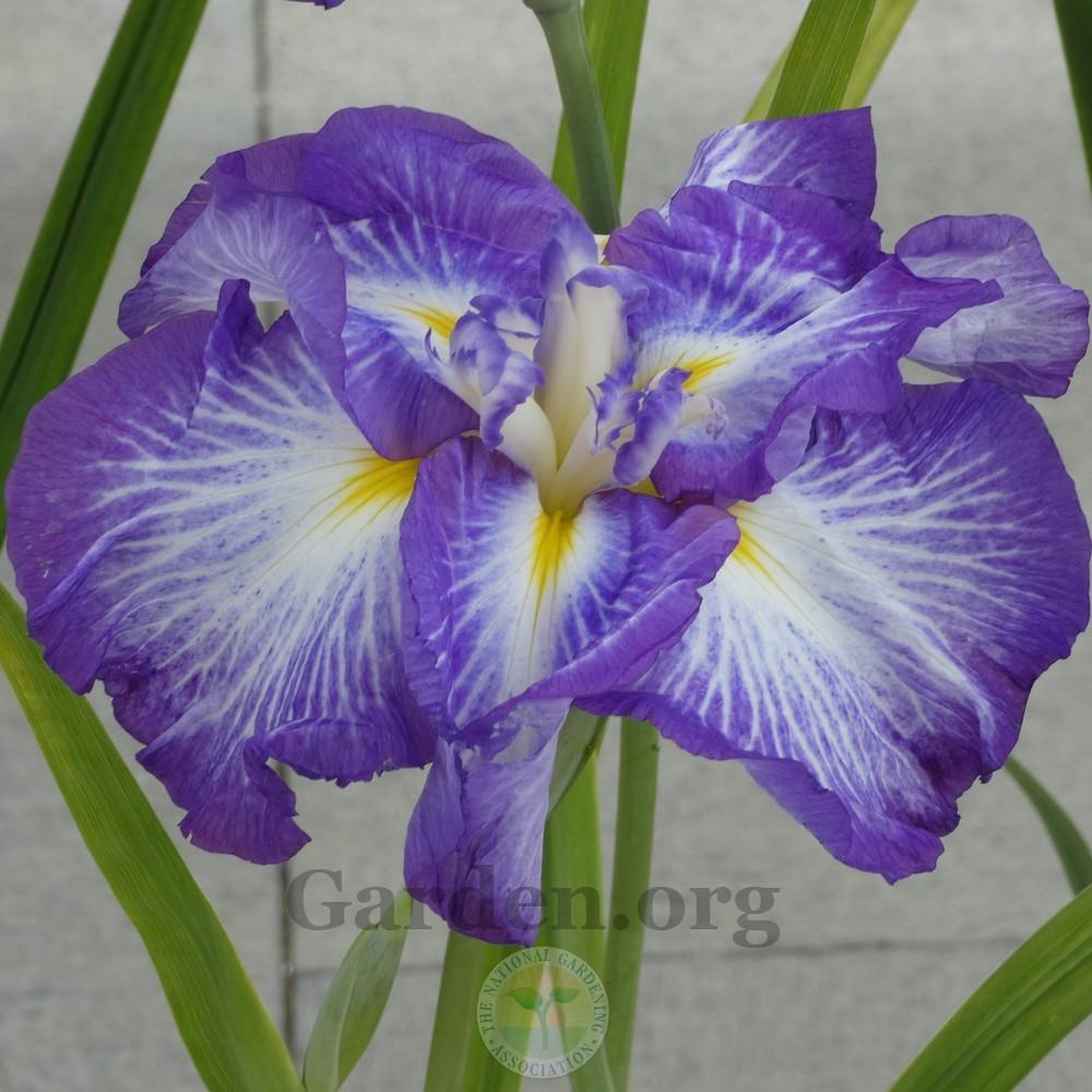 Japanese Iris (Iris ensata 'Cascade Spice') in the Irises Database ...